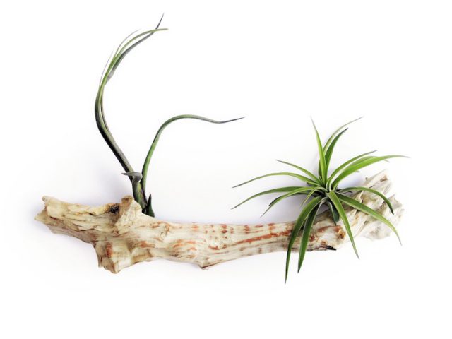 Tillandsia : Une plante sans racines libre comme l'air ! - Happiness Maker